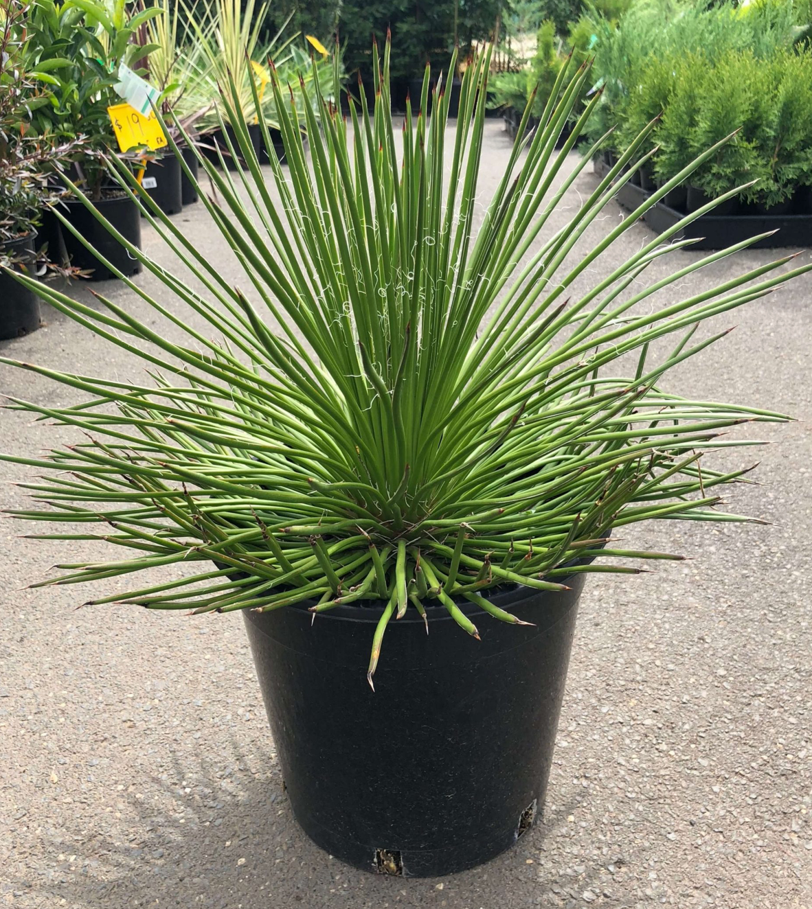 Agave 'geminiflora' 200mm | Jax Plants