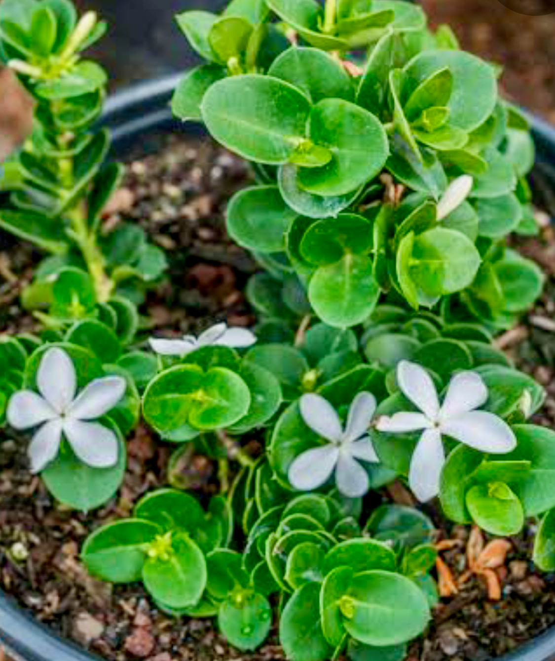 Carissa macrocarpa 'desert star' | Jax Plants