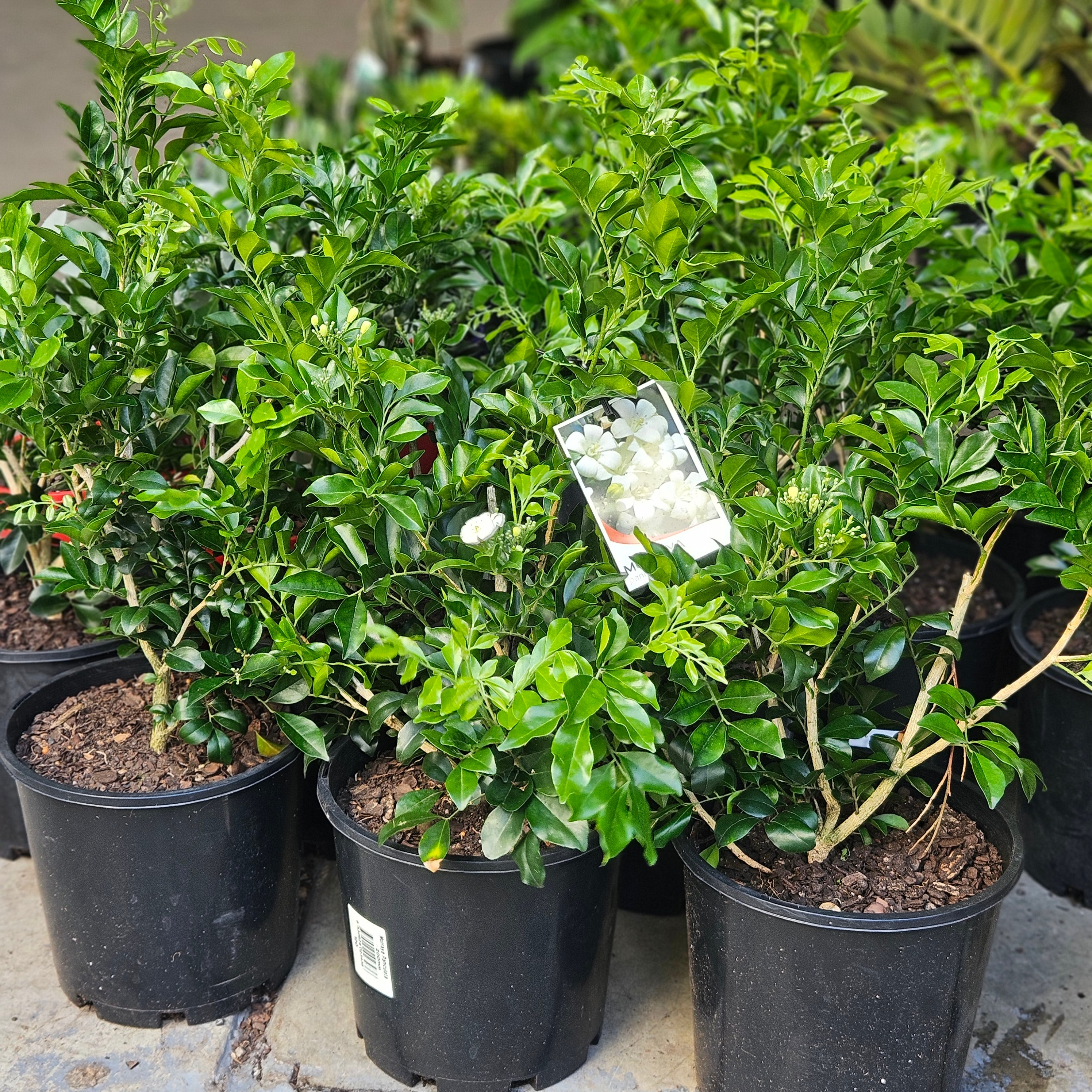 Murraya paniculata 'orange jasmine' 200mm | Jax Plants