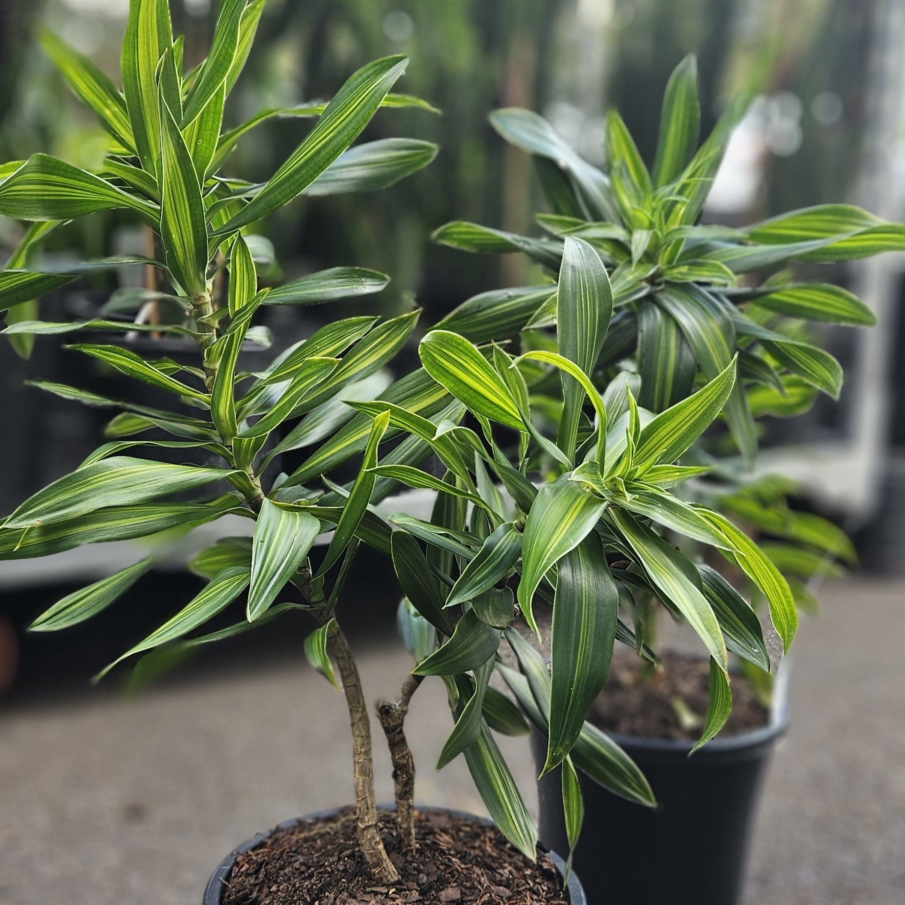 Inspiring Song Of Jamaica Plant Photos