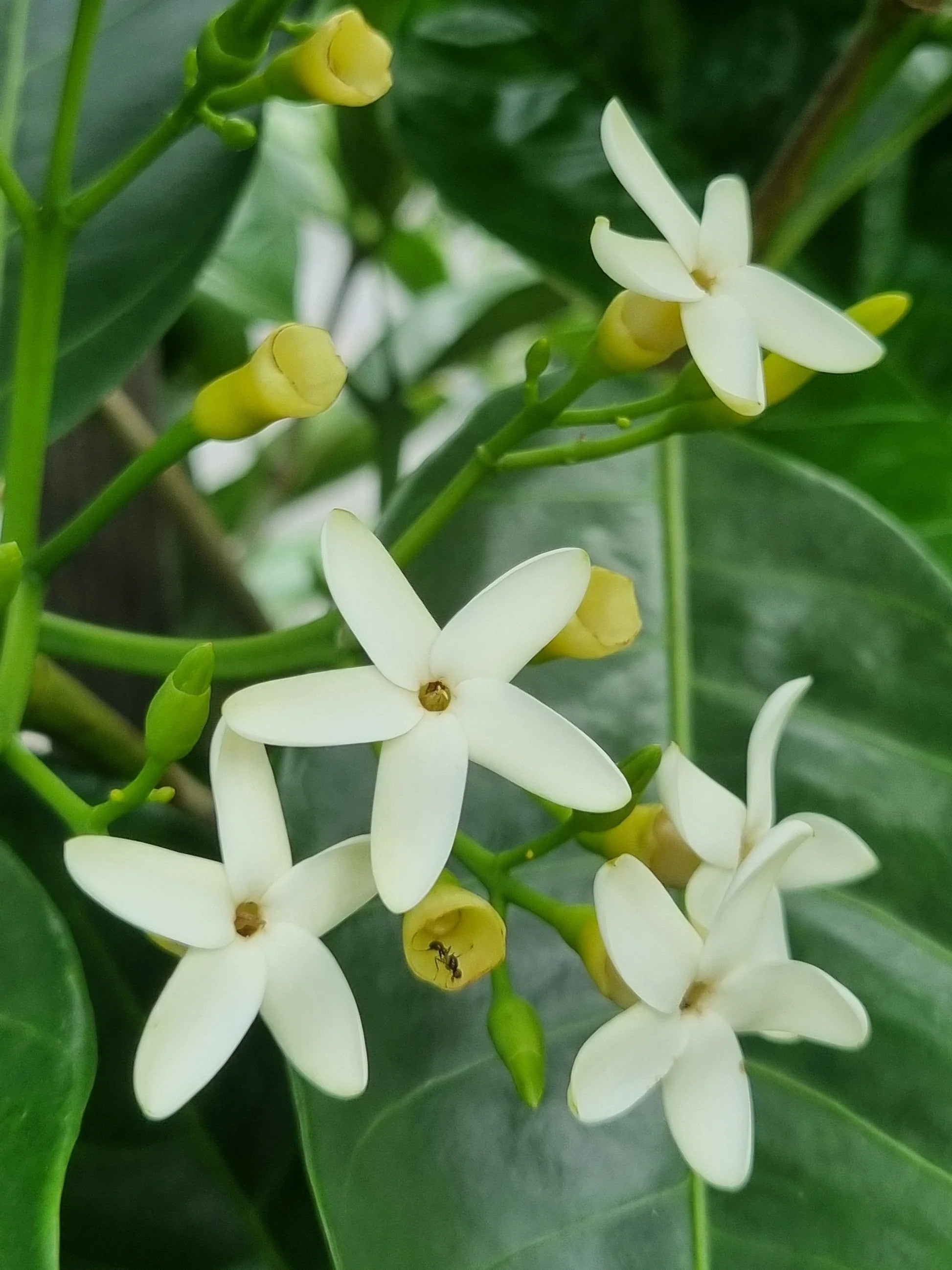 Randia fitzalanii 'native gardenia' | Jax Plants