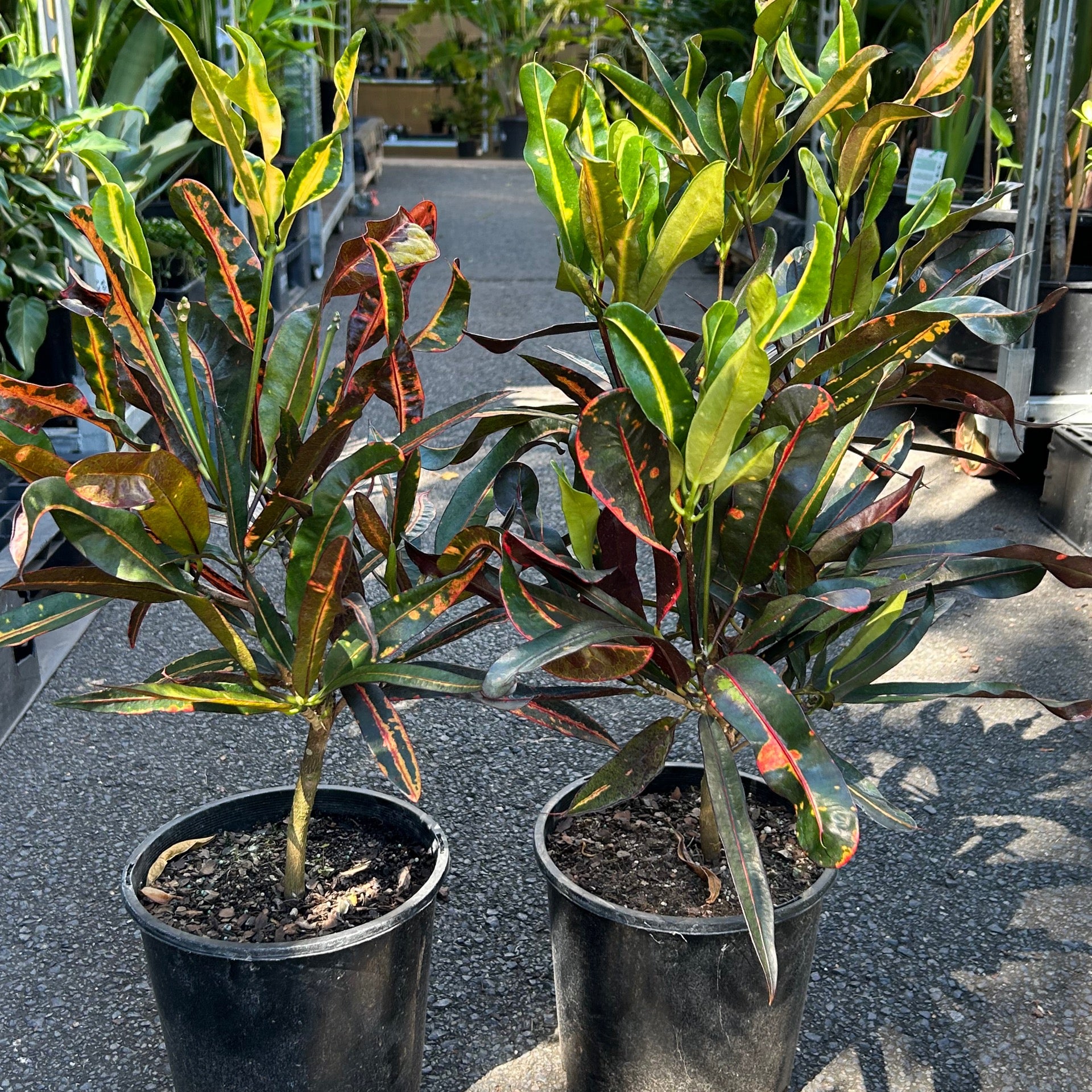 Codiaeum variegatum 'croton mammy' 200mm | Jax Plants