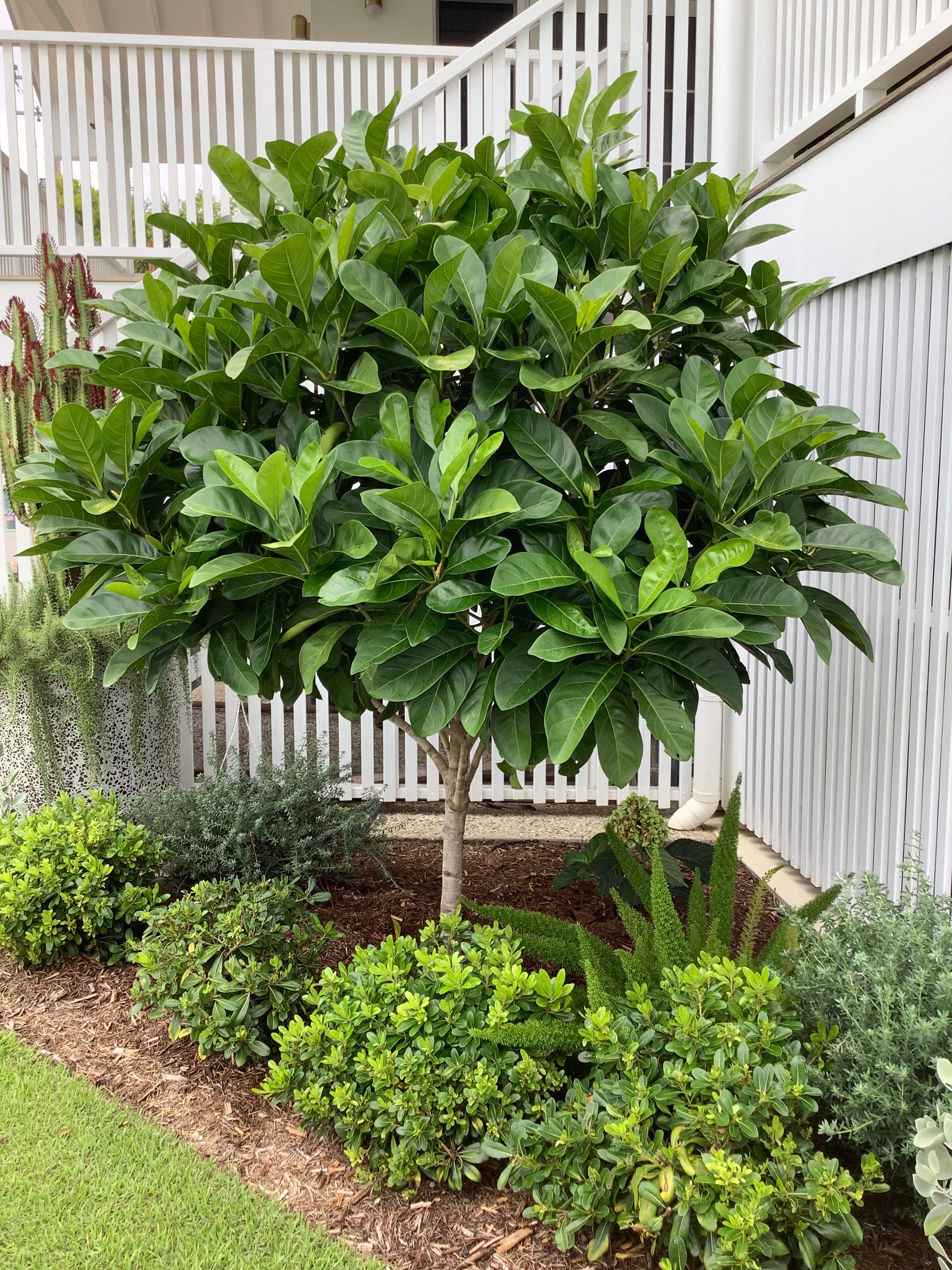 Randia fitzalanii 'native gardenia' | Jax Plants