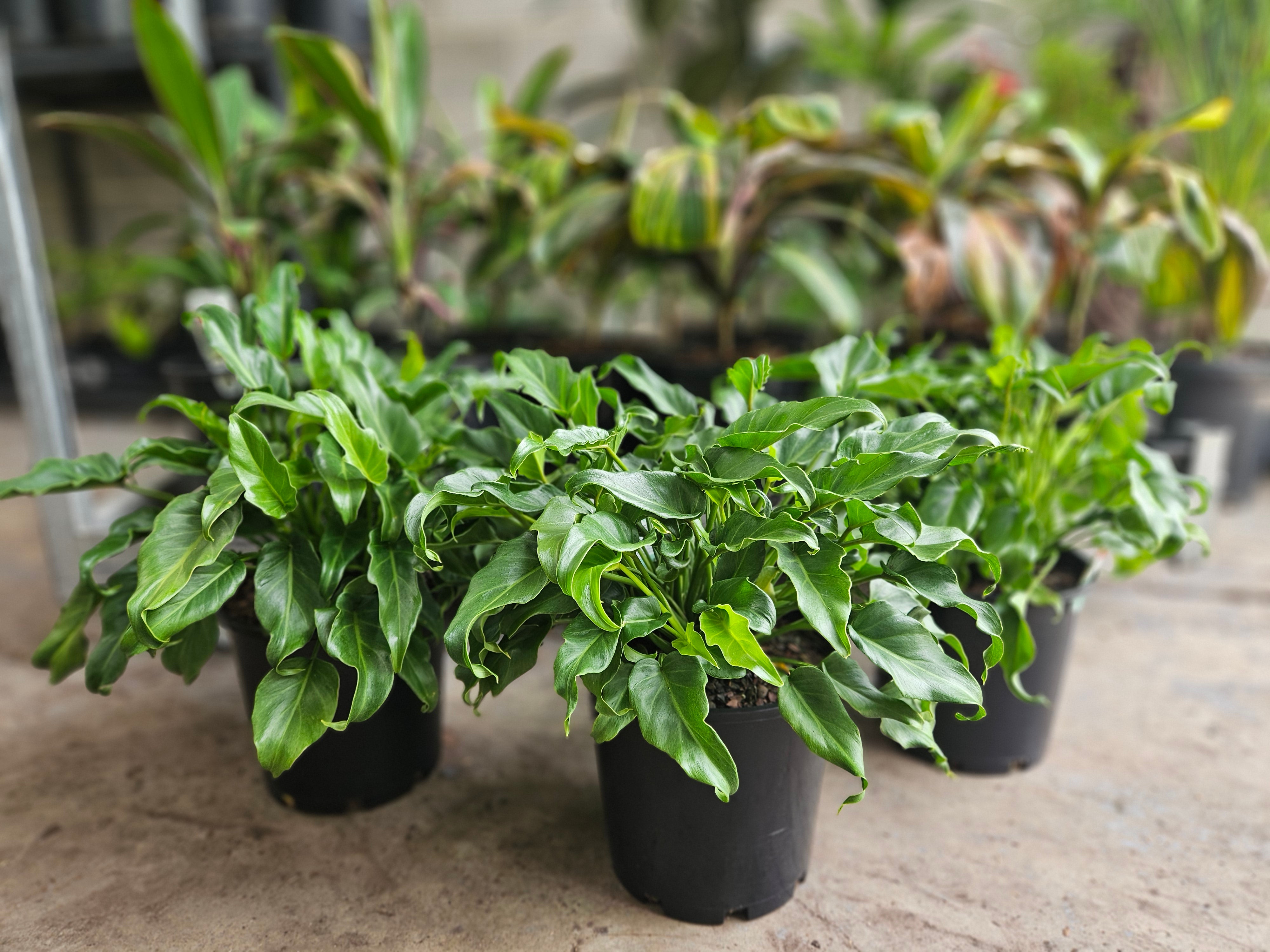 Philodendron Xanadu 200mm | Jax Plants
